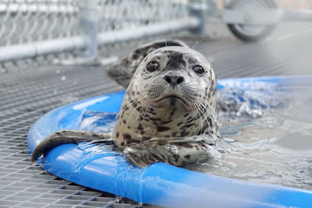 PV18166 Scotchy Scotch Scotch – Marine Mammal Rescue Centre