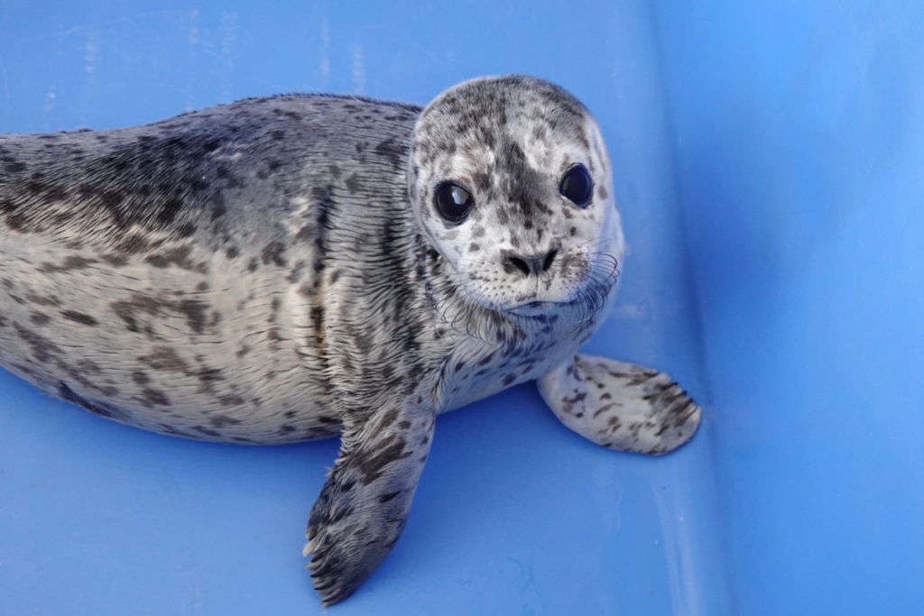 PV1966 Koala – Marine Mammal Rescue Centre