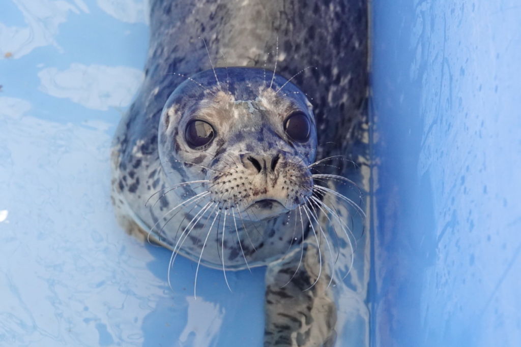 PV1966 Koala – Marine Mammal Rescue Centre