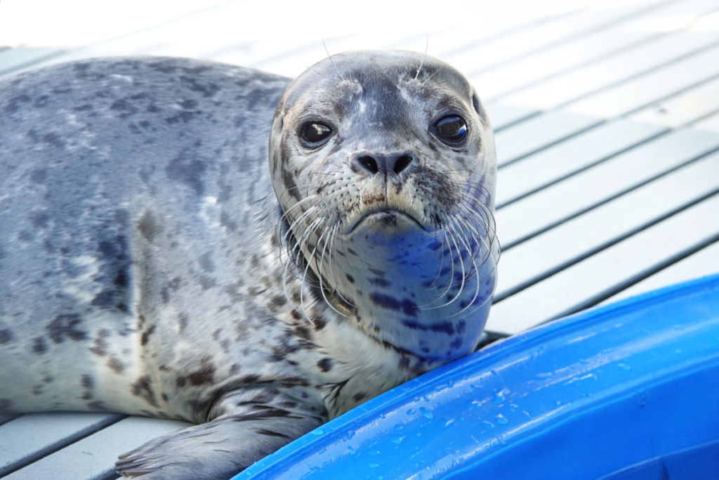 PV1966 Koala – Marine Mammal Rescue Centre