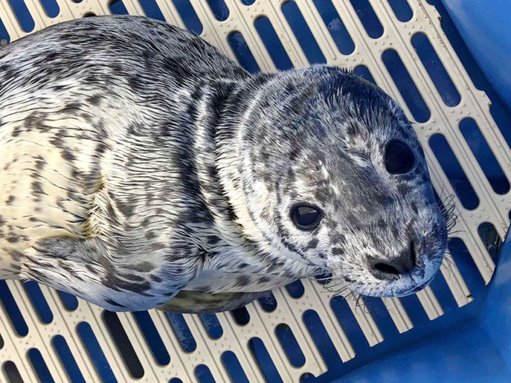 PV1966 Koala – Marine Mammal Rescue Centre